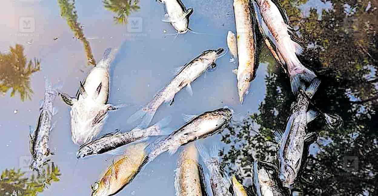 മണാട്ടി മന്നായം പുഴയിൽ നഞ്ചുകലക്കി മീൻപിടിത്തം