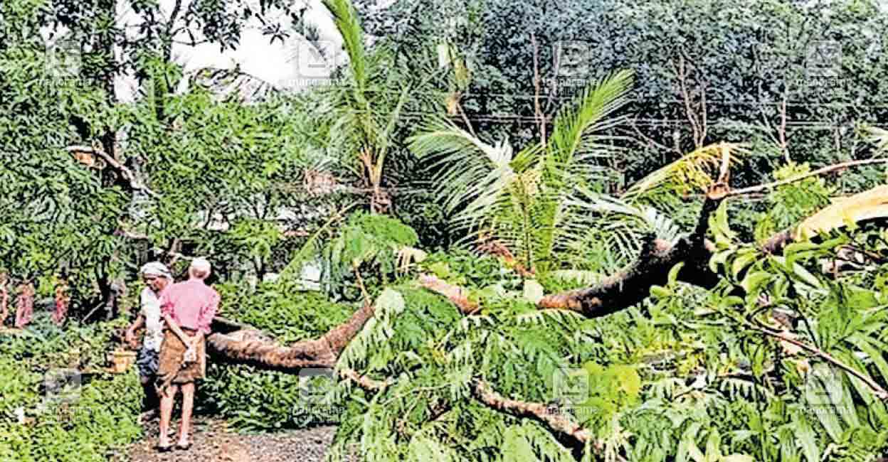 ചുഴലിക്കാറ്റിൽ വൻ നാശം വൈദ്യുതി,വാർത്താവിനിമയ സംവിധാനങ്ങൾ താറുമാറായി