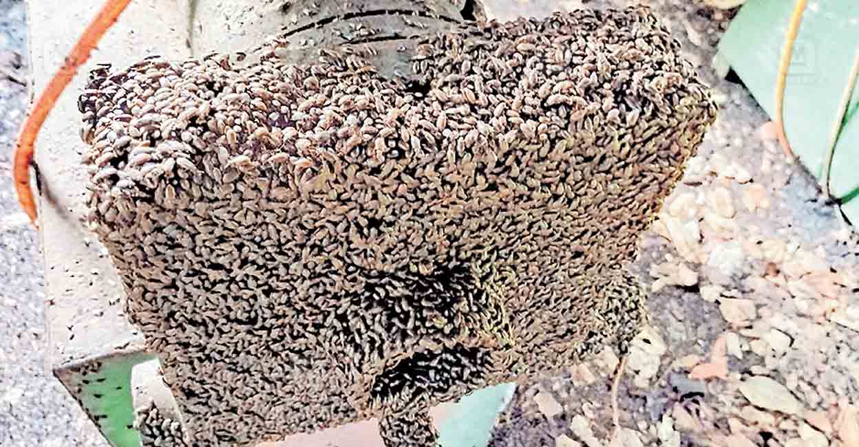 കണ്ണൂർ മലപ്പട്ടത്ത് ‘കോട്ടുറുമ’ വിളയാട്ടം; ഭീതിയോടെ രാത്രി യാത്ര ...