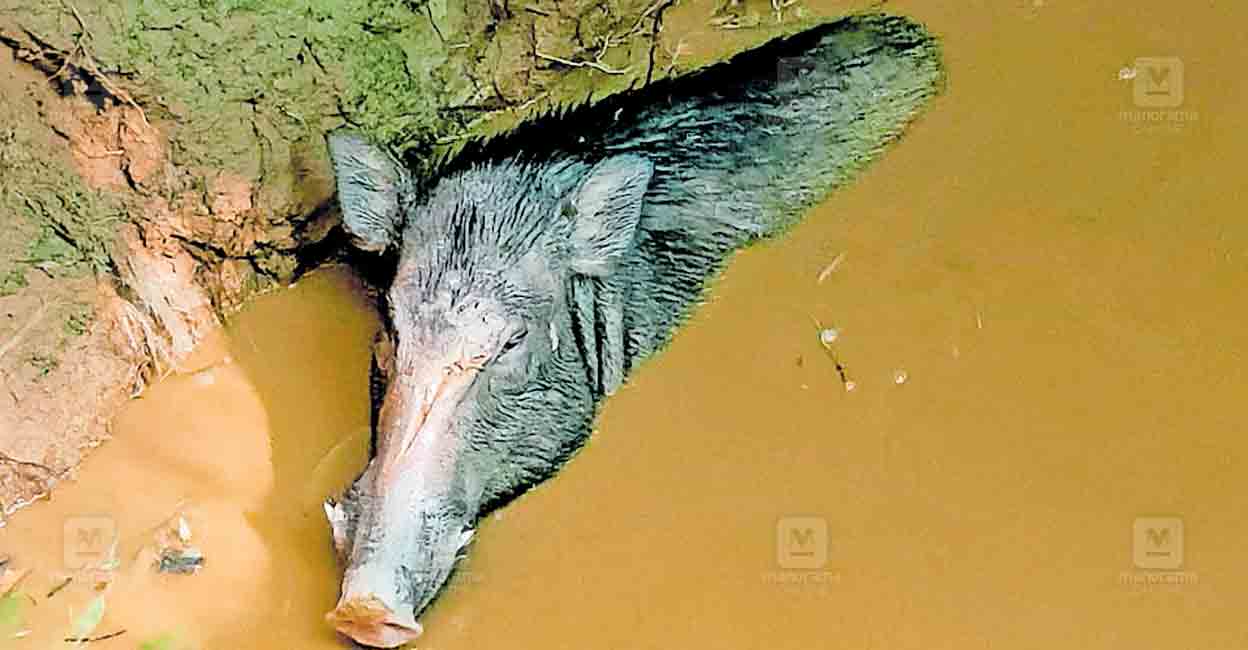 മലയോരത്ത് കാട്ടുപന്നിശല്യം രൂക്ഷം: കുളത്തിൽവീണ കാട്ടുപന്നിയെ ...