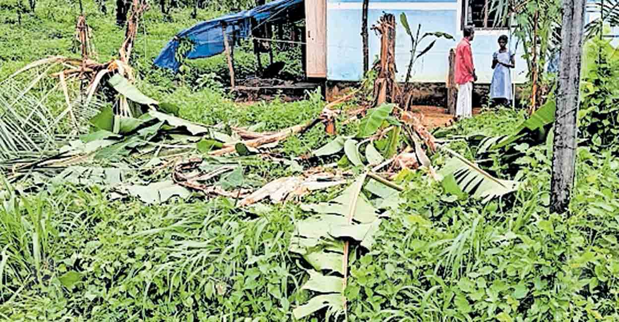 ആറളം ഫാമിൽ തുരത്തിയിട്ടും തീരാതെ കാട്ടാനക്കൂട്ടം | elephant menace ...