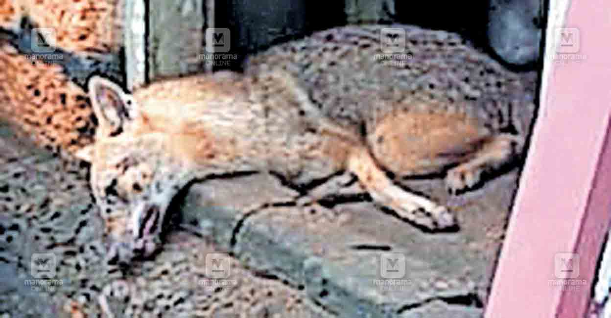 ഭ്രാന്തൻ കുറുക്കൻ കടിച്ചു; 4 പേർക്കു കൂടി പരുക്ക് | Rabid fox | animal ...