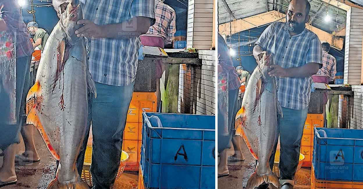 വമ്പൻ ഫിഷിങ്! രാജേഷിന്റെ ചൂണ്ടയിൽ കുടുങ്ങിയത് ആസാം വാള, 16.2 കിലോഗ്രാം ...