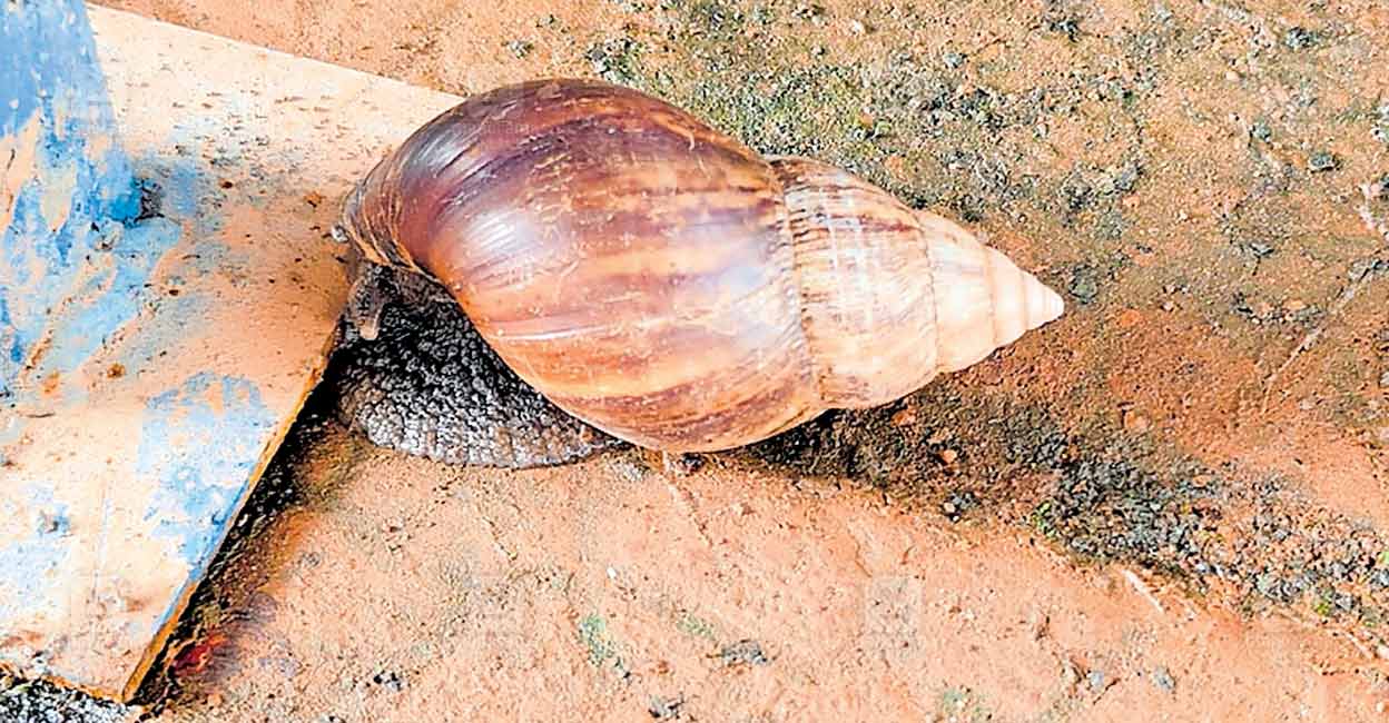 ‘ആഫ്രിക്കൻ’ ഭീഷണി; മലയോര മേഖലയിൽ ആഫ്രിക്കൻ ഒച്ചുകളുടെ ശല്യം | African ...