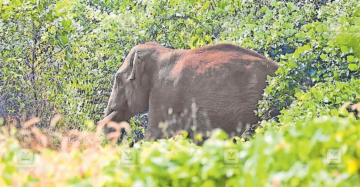 പായം, കരിയാൽ ജനവാസകേന്ദ്രങ്ങളിൽ ഭീതി വിതച്ച് 2 കാട്ടാനകൾ; ബൈക്ക് ...
