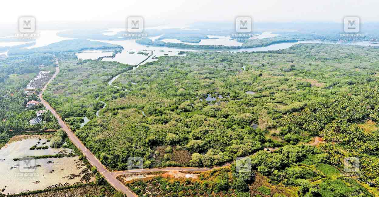 കാടുകയറി പട്ടുവത്തെ കൈപ്പാട് മേഖല; അന്യമാകുന്നത് പരമ്പരാഗത കാർഷിക ...