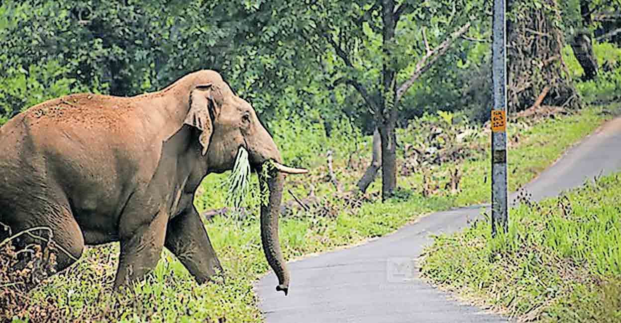മലയോരത്ത് മനുഷ്യ – വന്യജീവി സംഘർഷം കൂടുന്നു; ജനവികാരം എതിരെന്ന് ...