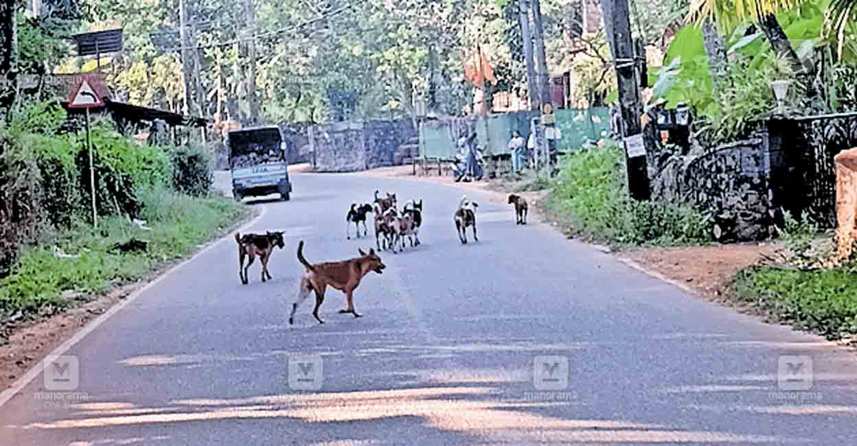 ചിറ്റാരിപ്പറമ്പ് പഞ്ചായത്തിൽ തെരുവുനായ ശല്യം രൂക്ഷം | stray dogs ...