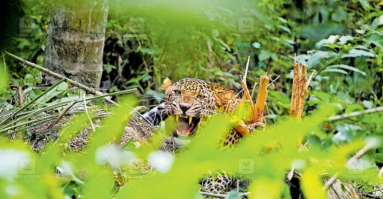 കേബിൾകെണിയിൽ പുലി കുടുങ്ങിയത് വീടിന് 100 മീറ്ററോളം അടുത്ത്; ആശങ്കയുടെ മുൾമുനയിൽ 7 മണിക്കൂ ...