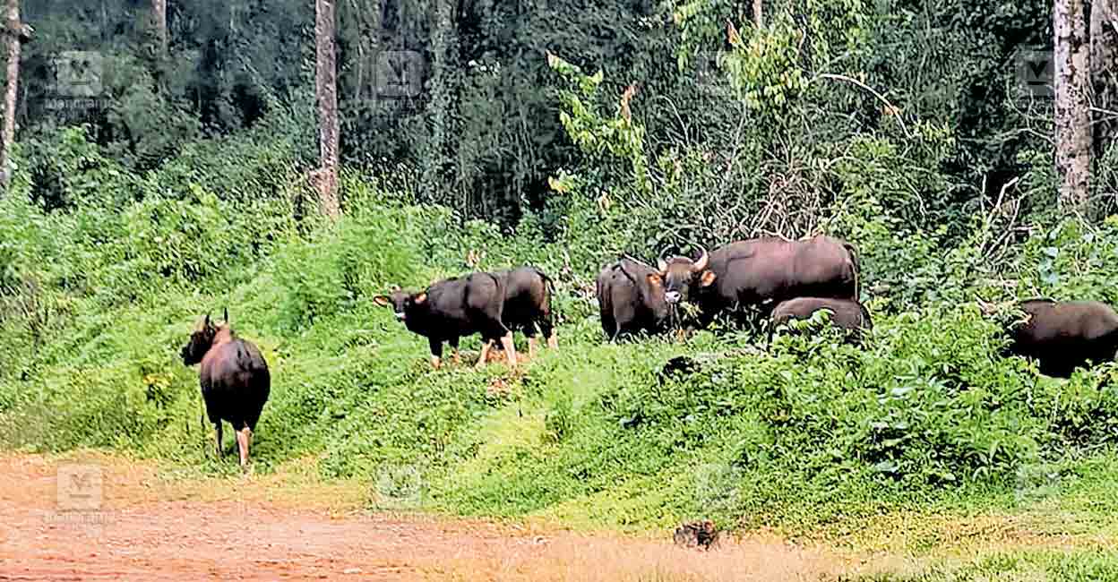 പെരുവ പാലയത്തുവയൽ ഗവ. യുപി സ്കൂൾ മുറ്റത്ത് വീണ്ടും കാട്ടുപോത്ത് | Wild ...