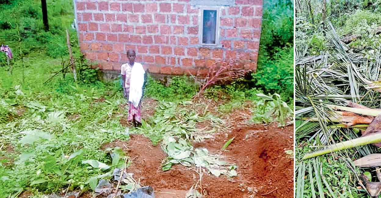 ആറളത്ത് മഞ്ഞൾക്കൃഷിയും നശിപ്പിച്ച് കാട്ടാനക്കൂട്ടം | Aralam farm ...