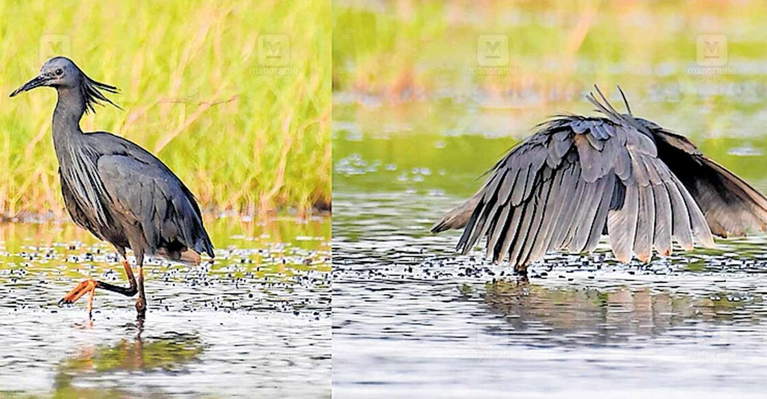 കരിമുണ്ടി; കുണിയനിലേക്ക് ആഫ്രിക്കയിൽ നിന്നെത്തിയ അതിഥി | Black Heron ...