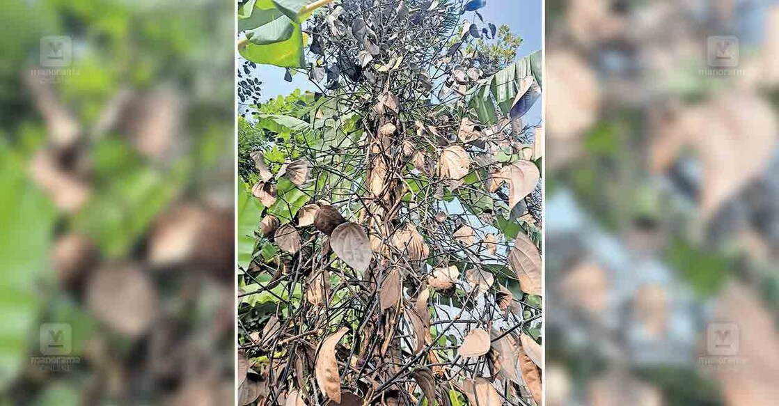 കറുത്തപൊന്നിന് വാട്ടം; കർഷകർക്ക് പ്രതിസന്ധി | Black Pepper Cultivation ...