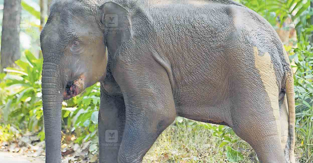 ആശങ്കയിലാഴ്ത്തിയ പിടിയാന വിളയാട്ടം; പലവട്ടം വനപാലകർക്കും ജനങ്ങൾക്കും ...