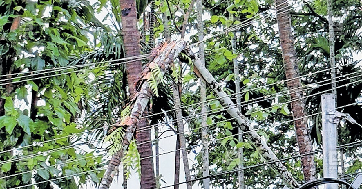 വേനൽമഴയ്ക്കൊപ്പം ആഞ്ഞു വീശി കാറ്റ്: കണ്ണൂരിന്റെ മലയോരത്തു വീണ്ടും കനത്ത ...