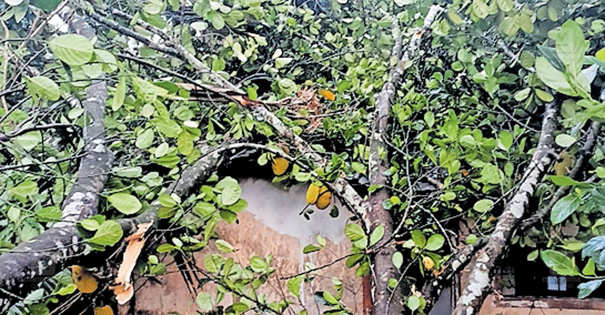 വേനൽ മഴയ്ക്കൊപ്പം കനത്ത കാറ്റ്; മലയോരത്ത് വ്യാപക നാശം | Cherupuzha ...