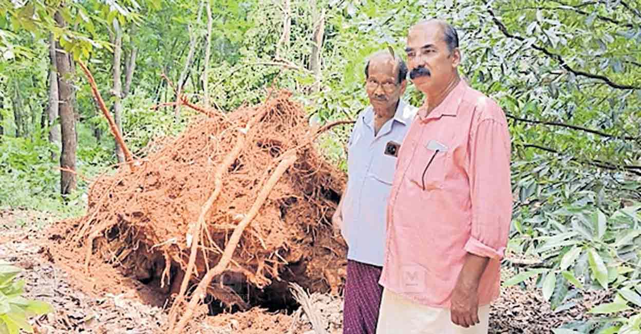 വേനൽമഴ: കണക്കെടുത്തു തീർക്കാനാകാതെ നാശനഷ്ടം | Cherupuzha | crop damage ...