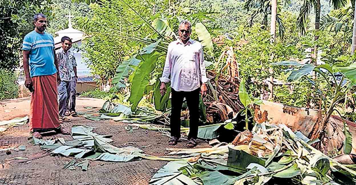 ജനവാസ മേഖലയിൽ വീണ്ടും കാട്ടാന; കൃഷി നശിപ്പിച്ചു | wild elephant ...