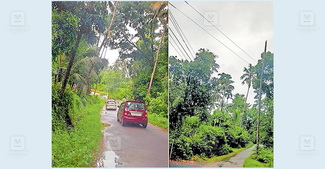 അപകടഭീഷണിയായി റോഡരികിലെ തെങ്ങുകൾ | Alakkode | Ottathai | Kappimala ...