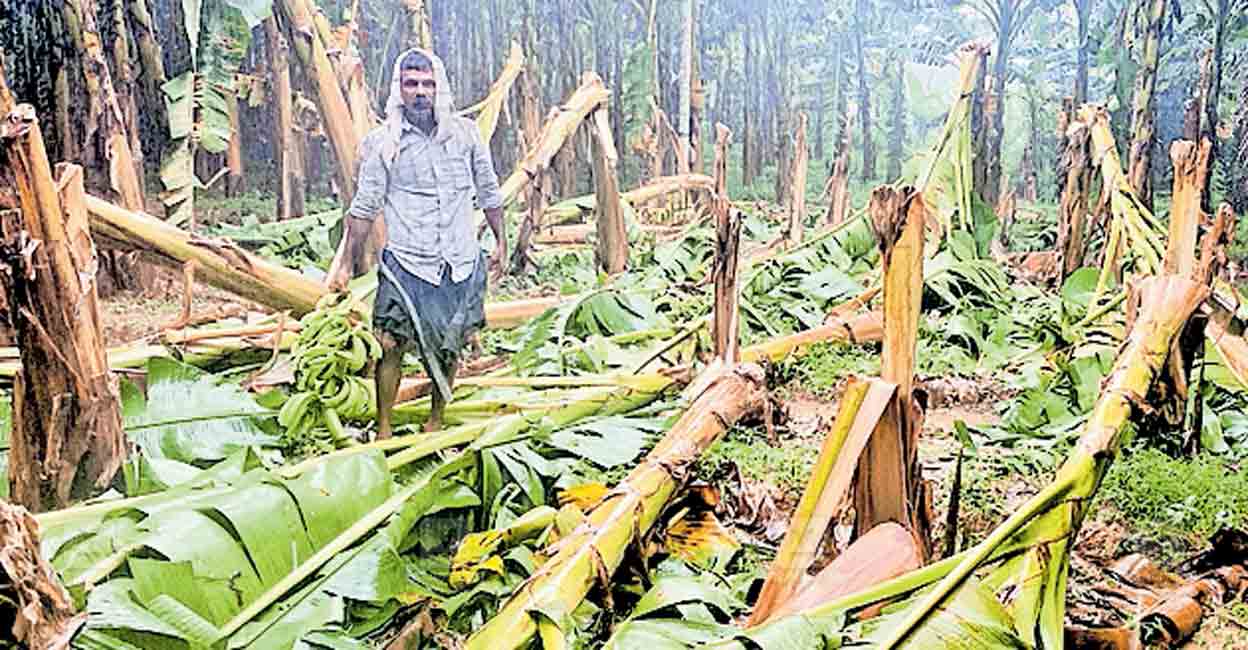 ദുരിതപ്പെയ്ത്ത്: ഇരിട്ടി താലൂക്കിൽ തകർന്നത് 53 വീടുകൾ; വ്യാപക കൃഷിനാശം ...