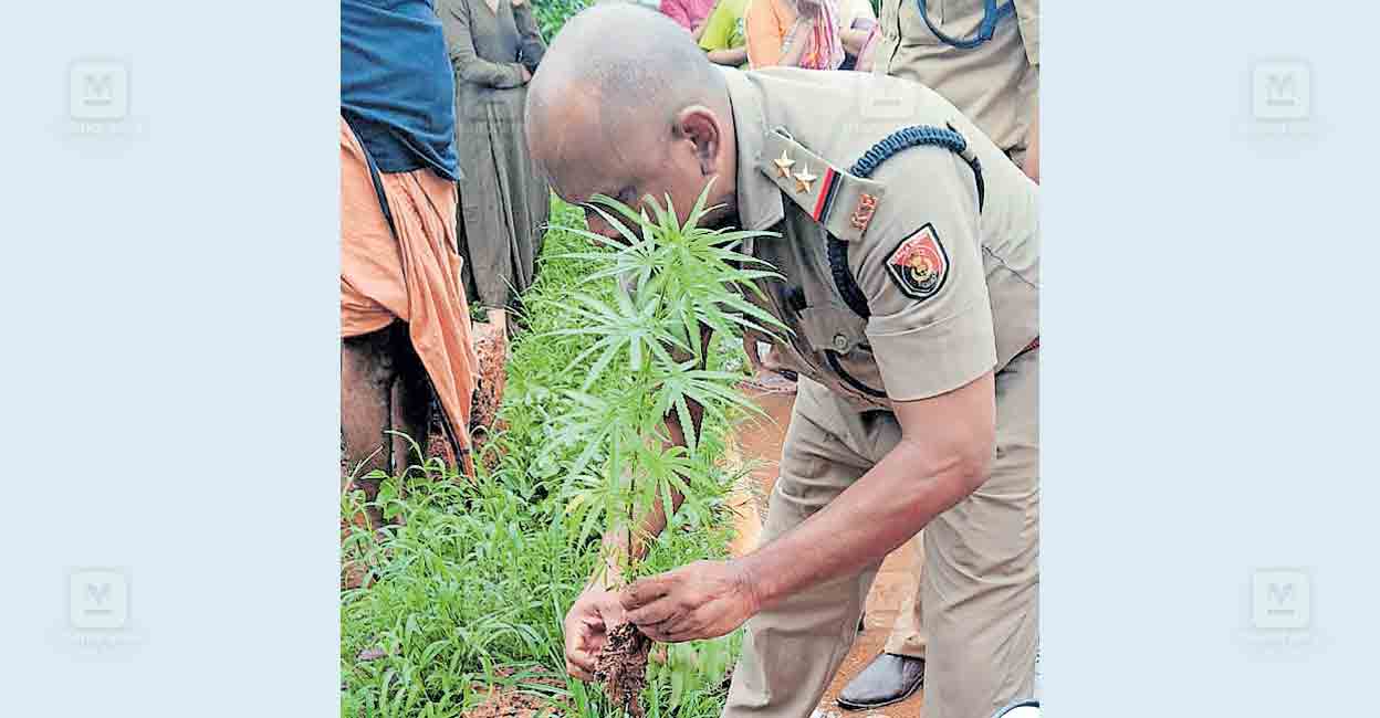 ചാവശേരി–നടുവനാട് റോഡിൽ കഞ്ചാവ് ചെടി | cannabis plant | ganja ...