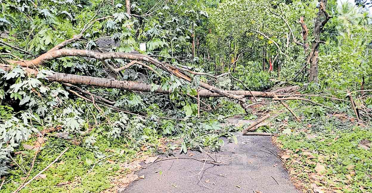 മഴക്കെടുതി: വീടുകളും കാലിത്തൊഴുത്തും തകർന്നു മലയോരത്തെ വിറപ്പിച്ച് ...