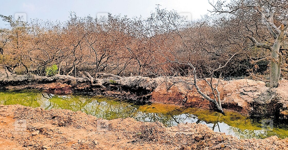 കണ്ടൽക്കാടുകൾ വ്യാപകമായി നശിപ്പിച്ച് വികസന ആഘോഷം | Mangrove destruction ...