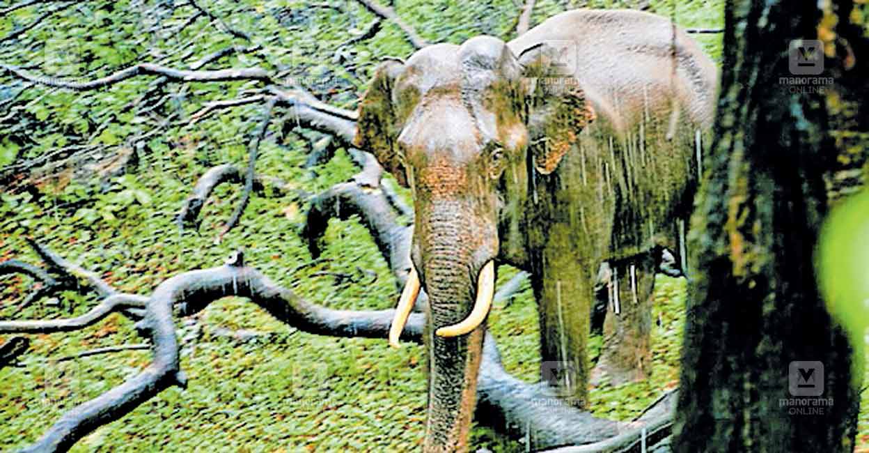 ആറളത്ത് കൊമ്പനെ കാടുകയറ്റി | Aralam farm | Wild elephant | Forest ...