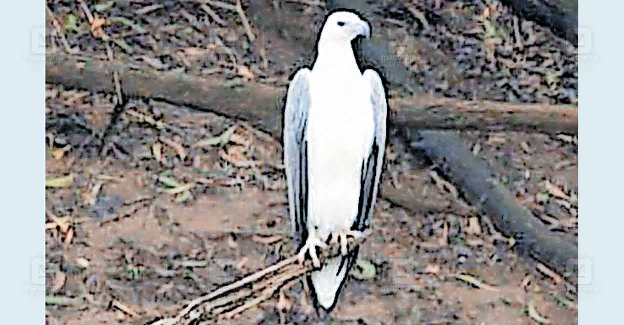 വെള്ളവയറൻ കടൽപരുന്തിനെ ഇരിട്ടി എടക്കാനത്ത് കണ്ടെത്തി | White-bellied ...