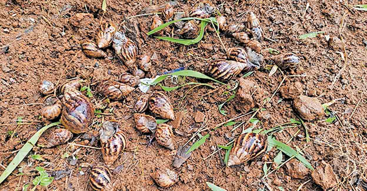 ഇതെന്തൊരു ശല്യം! മലയോരമേഖലയിൽ ആഫ്രിക്കൻ ഒച്ച് ശല്യം വീണ്ടും രൂക്ഷം ...