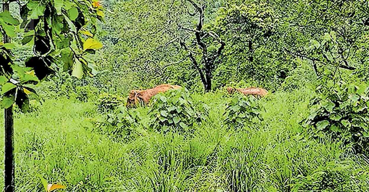 ആറളം പുനരധിവാസ മേഖലയിൽ തമ്പടിച്ച കാട്ടാനകളെ വനത്തിലേക്ക് തുരത്തി ...