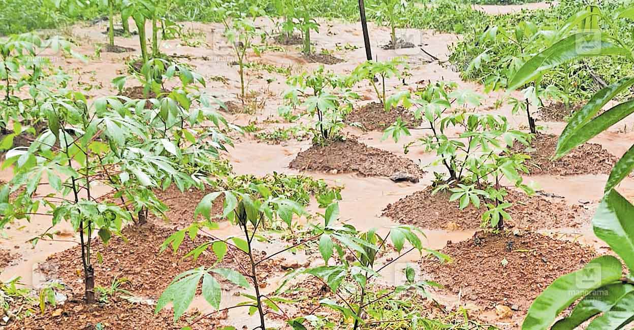 കനത്ത മഴ: കണ്ണൂർ ജില്ലയുടെ മലയോരത്ത് വ്യാപക നാശം; രൂക്ഷമായ ...