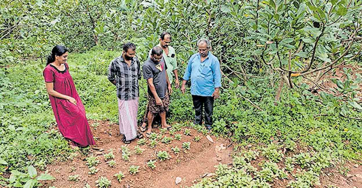 ആറളം ചെടിക്കുളത്ത് കടുവയെ കണ്ടതായി പ്രദേശവാസികൾ; ജാഗ്രത പാലിക്കണമെന്ന് ...