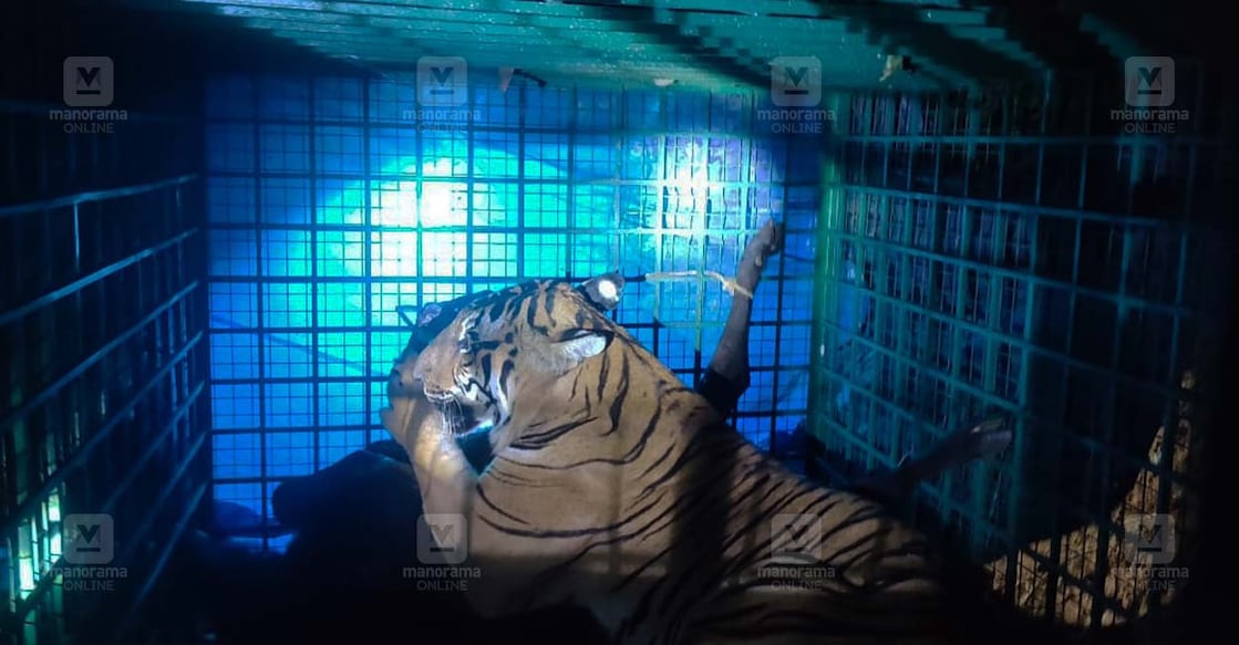 പാലത്തിൻകടവിടെ കിടുകിടാ വിറപ്പിച്ച കടുവ കൂട്ടിൽ വീണു; സങ്കടക്കാഴ്ചയായി പശുത്തൊഴുത്ത് | Tiger ...