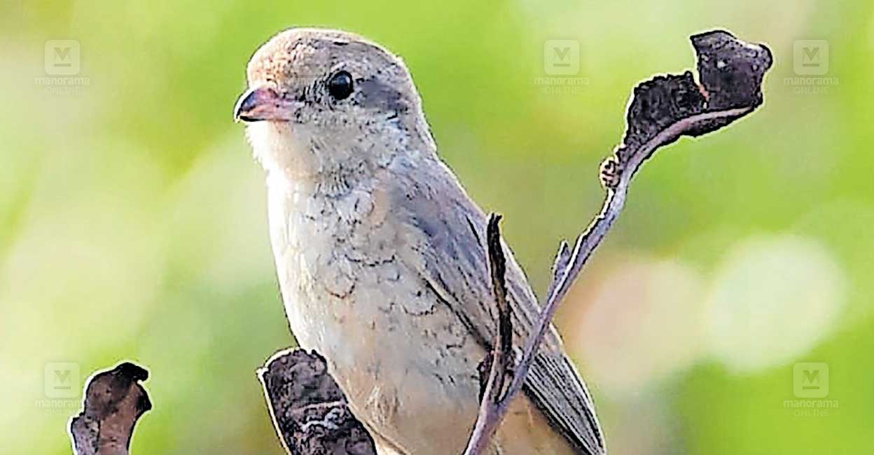 കമ്മിഷണറുടെ ക്യാമറയിൽ കുടുങ്ങി ചുവപ്പുവാലൻ ഷ്രൈക് | Malayala Manorama ...