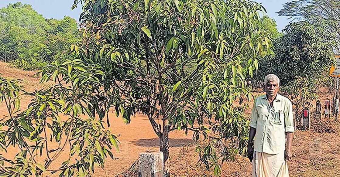 പൂക്കാതിരിക്കാനാവില്ലല്ലോ; കൃഷ്ണനുള്ളപ്പോൾ: ഏറ്റുകുടുക്കയിലെ മാവുക ...