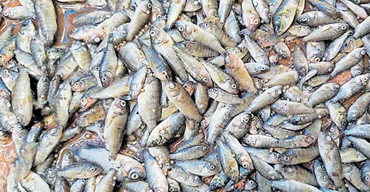 അധികൃതരുടെ അവഗണന; മത്സ്യക്കൃഷി തുടങ്ങിയവർ ദുരിതത്തിൽ | Kasargod News ...