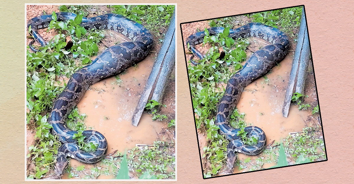 കോഴിയെ വിഴുങ്ങിയ പെരുമ്പാമ്പിനെ പിടികൂടി | Kasargod News | Snake | കാസ ...