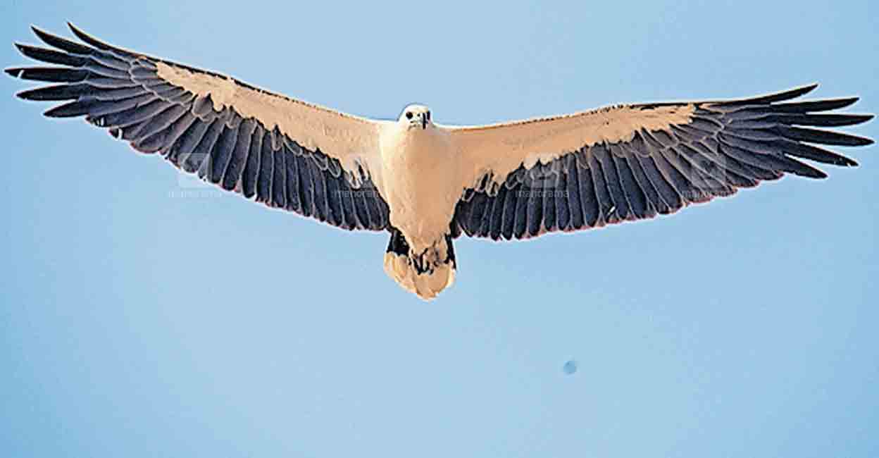 വെള്ള വയറൻ കടൽ പരുന്ത് സർവേ 2 മുതൽ