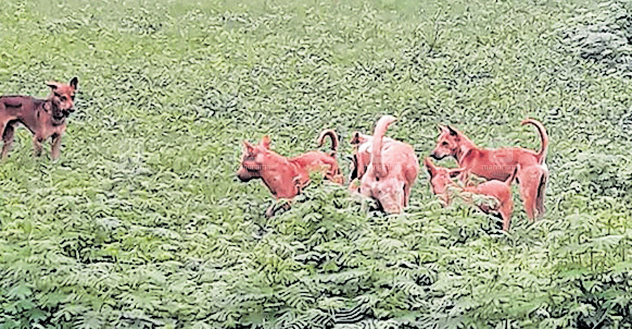 നായയെ പിടിച്ചാൽ 300 രൂപ, ആളെ വേണം; അപേക്ഷിക്കുന്നവർക്ക് പരിശീലനം നൽകും ...