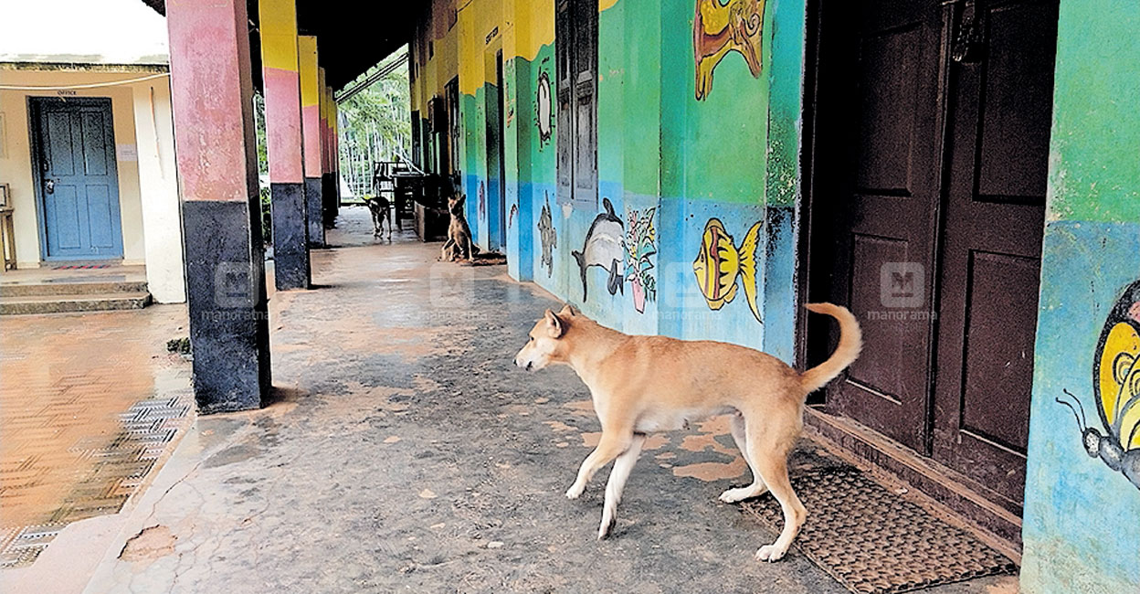 നായ്ഭീതിയിൽ കൊട്ടോടി ഗവ.ഹൈസ്കൂൾ | Stray Dog Rescue Kerala | Stray Dog ...