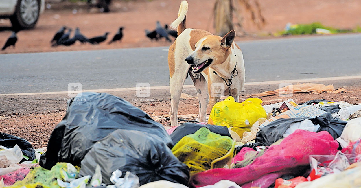 നായ് ഭീതിയിൽ സ്വൈരം നഷ്ടപ്പെട്ട് ജില്ല; 2 ദിവസം, കടിയേറ്റത് 43 പേർക്ക് ...
