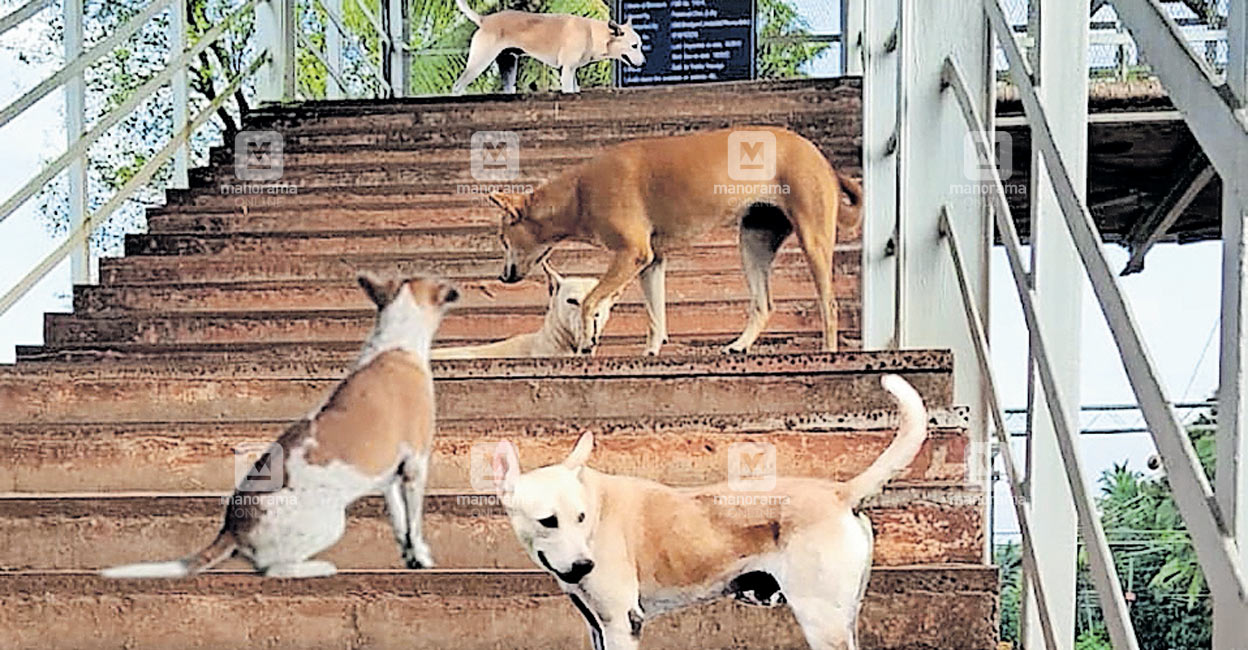 ഇടുക്കി മെഡിക്കൽ കോളജിൽ പേ വിഷ കുത്തിവയ്പില്ല; നായ കടിച്ചാൽ ദുരിതം ...