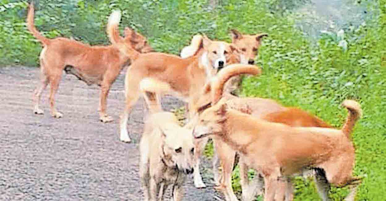 റോഡിൽ തെരുവുനായ ഭരണം; കോടോം ബേളൂർ പഞ്ചായത്തില്‍ തെരുവുനായ്ക്കളുടെ ശല്യം ...