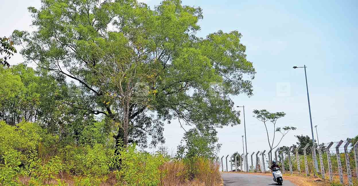 അക്കേഷ്യ പൂവിടുമ്പോൾ ആസ്മ രോഗം കൂടുതലാണെന്ന് നാട്ടുകാർ; തീരുമാനമായി ...