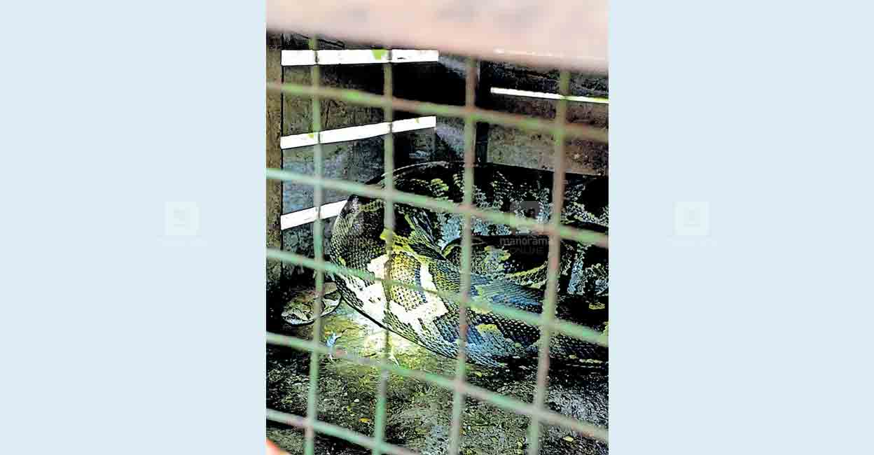 ചാനടുക്കത്ത് കോഴിക്കൂട്ടിൽ നിന്ന് പെരുമ്പാമ്പിനെ പിടിച്ചു