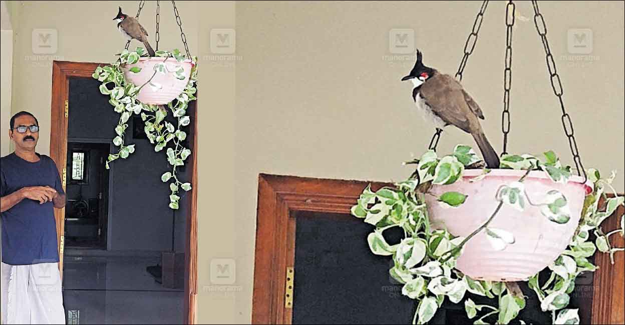 നന്ദനത്തിലെ പക്ഷി അതിഥികൾ... | bulbul nest | bulbul chicks | red-vented ...