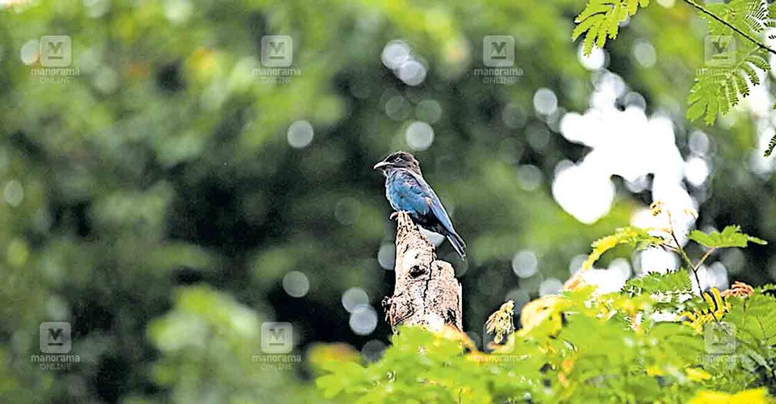 ജില്ലയിൽ ആദ്യമായി കാട്ടുപനങ്കാക്കയെ കണ്ടെത്തി | Dollarbird | Rare Bird ...
