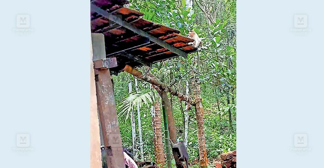 കൃഷി നശിപ്പിച്ചും ഓട് പൊട്ടിച്ചും വാനര വിളയാട്ടം | Monkey menace ...