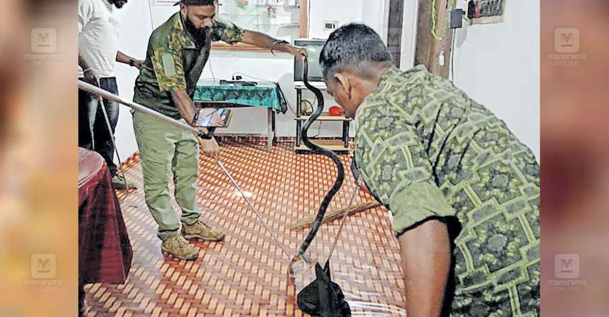 വീട്ടിനുള്ളിൽ രാജവെമ്പാല; വേനൽച്ചൂടേറിയതോടെ വിഷപ്പാമ്പുകൾ കാടിറങ്ങുന്നു ...
